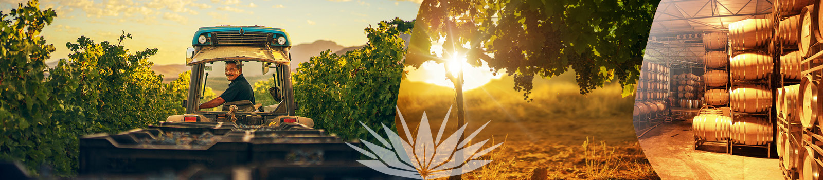 Wine of Origin scheme