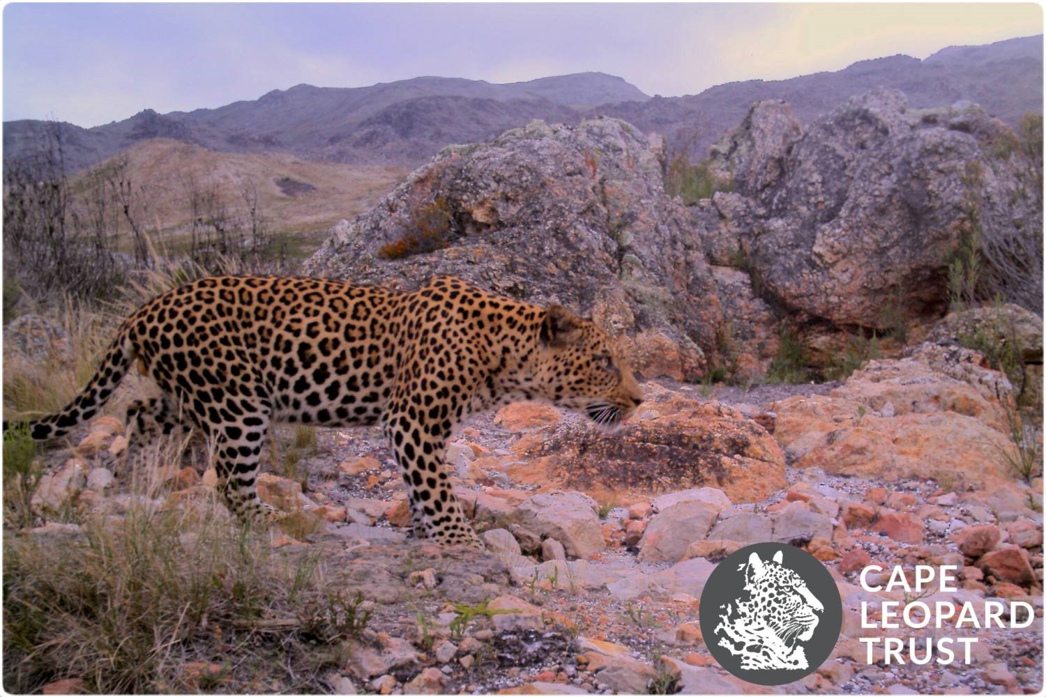 Blogs - Cape Champion wine farms promote Cape Leopard conservation